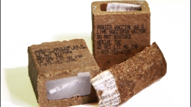 Company aims to eliminate rabies with vaccine bait packets | WSB-TV