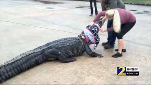 12-foot alligator at strip mall subdued by much smaller wrangler | WSB-TV