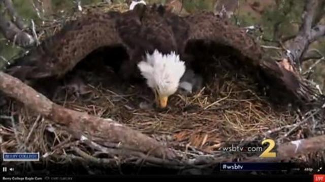 Missing Berry College eagle returns | WSB-TV