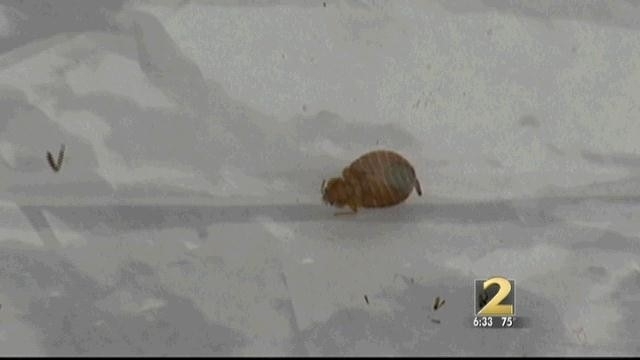 Lawsuits claims Aarons providing bed bug-infested furniture | WSB-TV