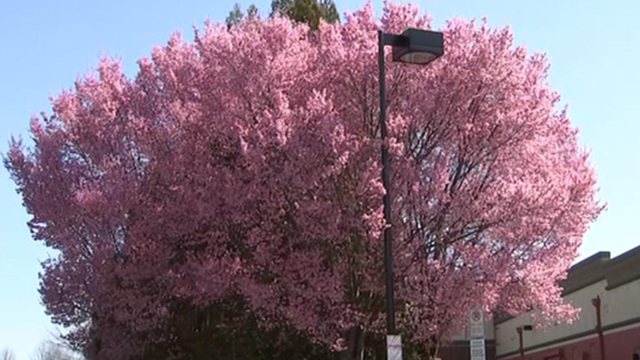 Pollen survival guide: 7 simple steps to curb allergy symptoms | WSB-TV