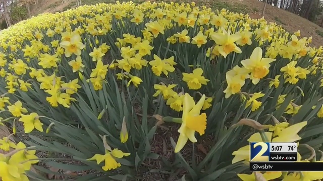 Pollen survival guide: 7 simple steps to curb allergy symptoms | WSB-TV