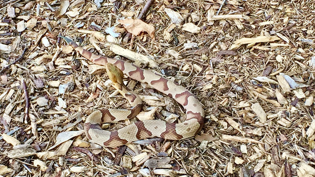 Killing snakes? That could cause more venomous ones to slither in your ...