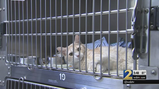 2 more shelters under quarantine after cats test positive for deadly ...