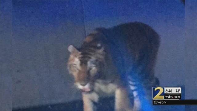 ATLANTA TIGER: Officials ID owner of tiger shot, killed while roaming ...