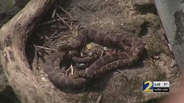 Vet warns about increase in copperhead bites this time of year | WSB-TV