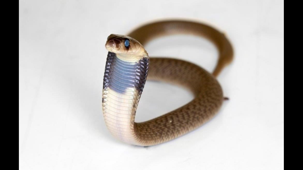 Zoo Atlanta filled with new babies