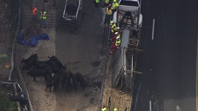 COWS ON INTERSTATE: Up to 70 cows possibly missing after cattle truck ...