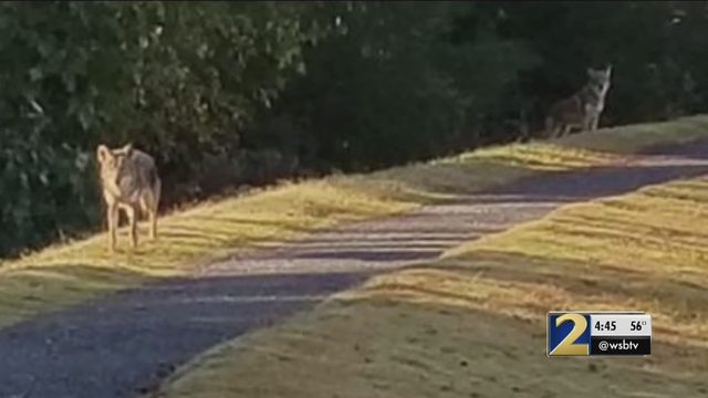 Neighbors say coyotes are getting bolder in local park | WSB-TV
