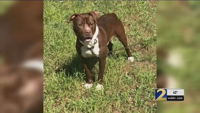 Emir Williams killed pit bull that attacked his dog. - The Demon's Den
